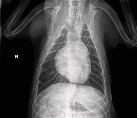 Lymph Node Mapping In Primary Care Practice Todays Veterinary Practice