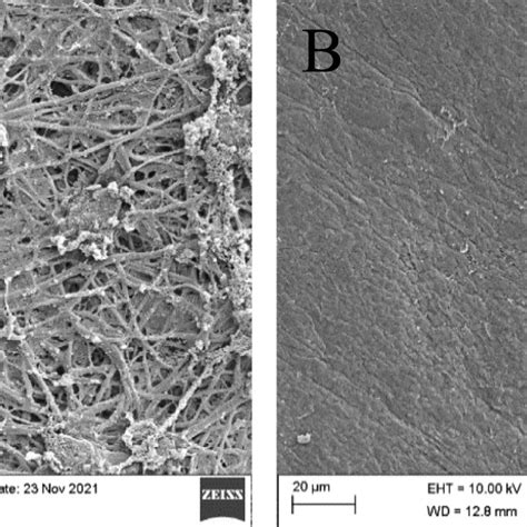 Scanning electronic microscopy of eggshell membrane. (A) Outer eggshell ...
