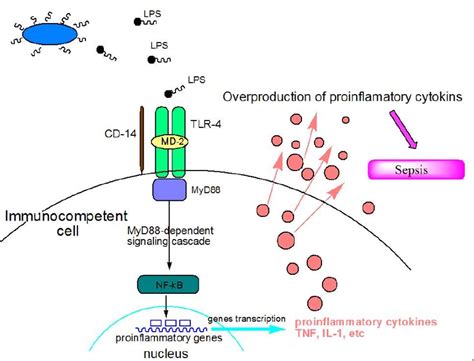Lipopolysaccharide Lps Induced Sepsis Model Creative Bioarray Creative Bioarray