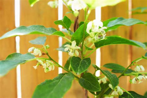 Catnip Explained What It Does To Your Cats Brain