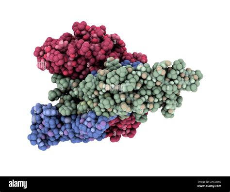Thyroid Stimulating Hormone Molecule Computer Model Showing The Structure Of A Molecule Of