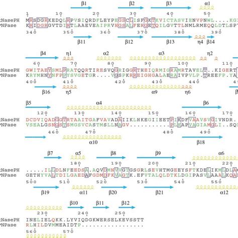 structure based sequence alignment between rnases ph and the second