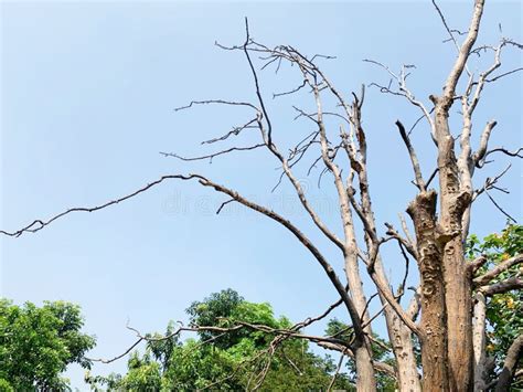 Detail And Shape Of The Arrangement Of Green Gradation Leaves Stock