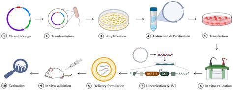 Ijms Free Full Text Self Amplifying Rna Approach For Protein Replacement Therapy