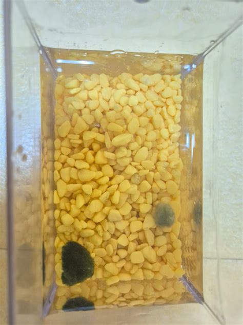 마리모 색 죽은 건가요ㅠㅠ 지식in