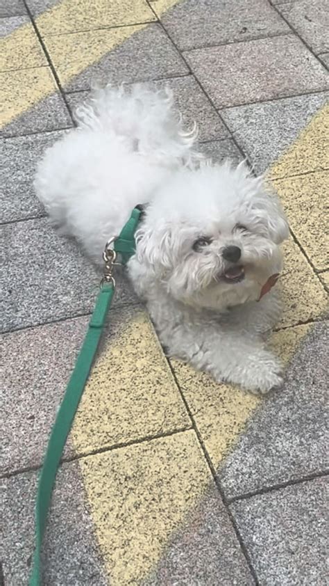 【하】【치】【하】【랑】 ⓜⓘⓝⓘ ⓑⓘⓒⓗⓞⓝ 그러니까 Ufo가 있다고 본다는거죠 저희는 우리개딸머리에있어요 쟁반모양유엪오 똬악 Instagram