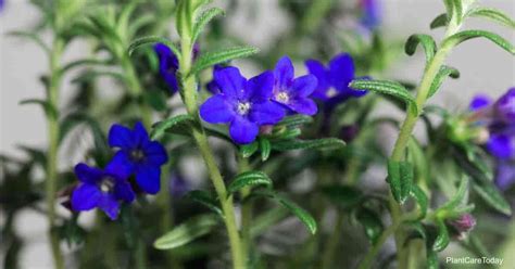 Lithodora Diffusa Care Learn How To Grow Lithodora Plants
