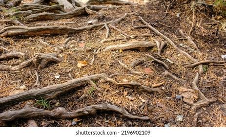 Root Pathway Images Stock Photos Vectors Shutterstock