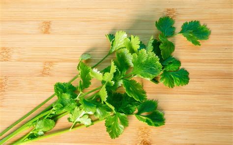 Cilantro Vs Culantro Diferencias Usos Y Recetas Brillante