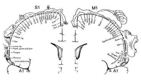 Primary Somatosensory Cortex Homunculus