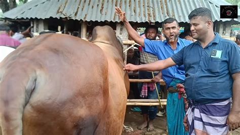 12 June24 সেরা সেরা কুরবানির ষাঁড় গরু চট্টগ্রামের খামারী কত টাকা
