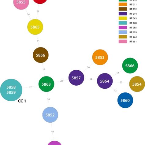 A Minimum Spanning Tree Of Clostridioides Difficile Isolates Cultured Download Scientific