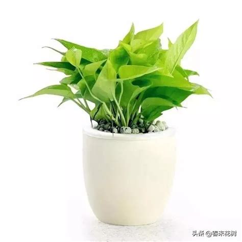 室內不需要陽光的植物這些好養又便宜 每日頭條