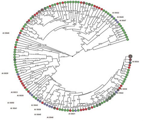 circular dendrogram displaying a cluster analysis of iranian m