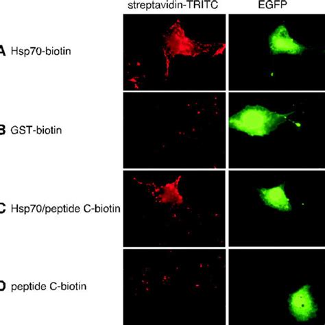Transfection With Human Cd40 Cdna Renders Cos 7 Cells Active In Binding