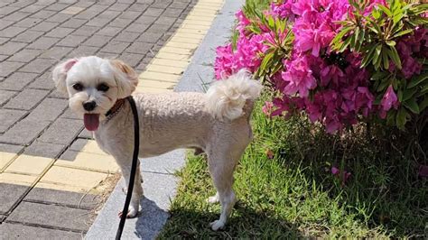 초여름 강아지 평범한 산책 브이로그 ️ Youtube