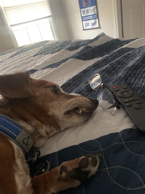 Rusty Being Goofy R Dachshund