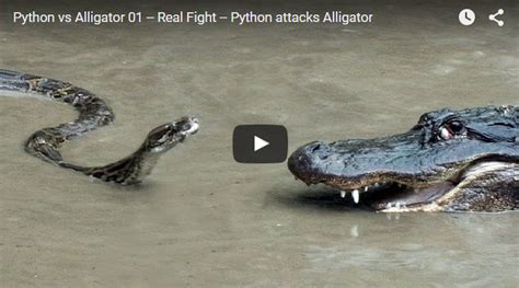 Fight Of Aligator And Pythonwatch Live Video Down Creative Thought