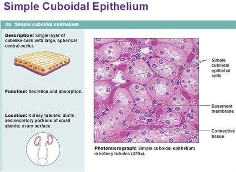 Simple Squamous Epithelium Function Location Structure Aandp Tissues Ch