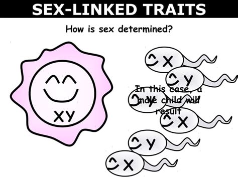 03 Sex Linked Inheritance Ppt
