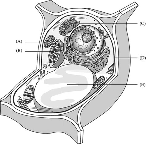 Ap Bio Final Exam Flashcards Quizlet