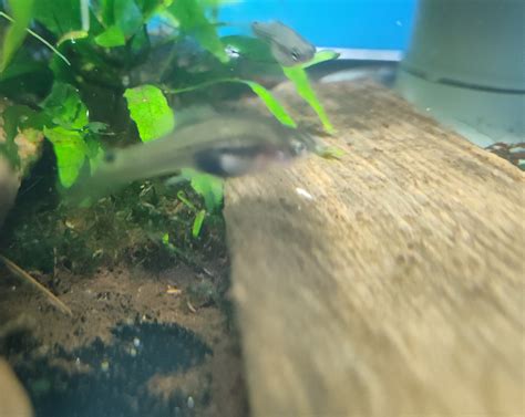 Xiphophorus Variatus Huextetitla Ended