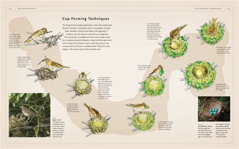 An Engineering Feat By Birds That Doubles As Home For A Brood The New York Times