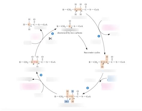Beta Oxidation Diagram Quizlet