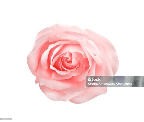 톱 보기 화려한 분홍색 장미 꽃 피는 클리핑 경로와 흰색 배경에 고립 된 아름 다운 자연 패턴 0명에 대한 스톡 사진 및 기타 이미지 Istock