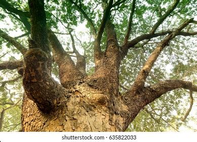 68 imágenes fotos de stock objetos en 3D y vectores sobre Focus stacked tree root Shutterstock