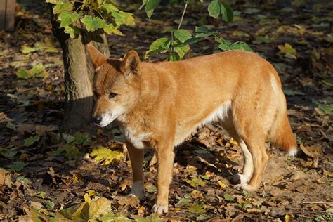 Dingo Fact Sheet C S W D