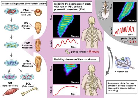 reconstructing the clock of human development science codex