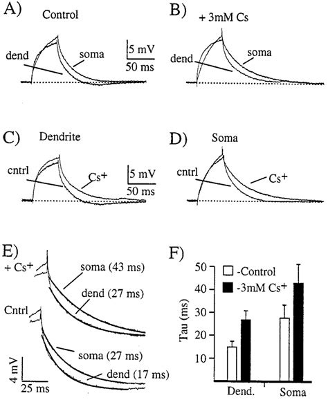 I H Contributes To A Faster Dendritic Membrane Charging Rate Shown Are