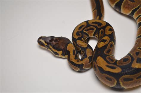 Scaleless Head Ball Python For Sale Tikisgeckos