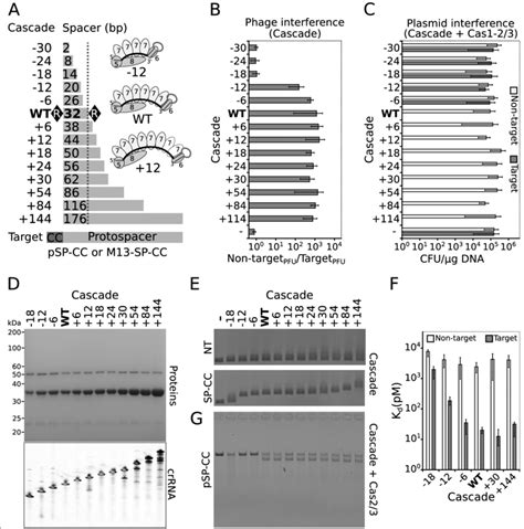 influence of spacer length on dna interference a constructs of altered