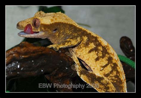 Licky Licky Sticky Sticky Ii By Tula Montage On Deviantart