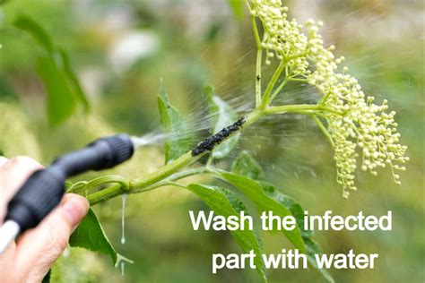 How To Remove Aphids Black Tiny Insects From The Plant Voice Of Plant