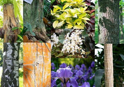 Plants Reference Texture Pack