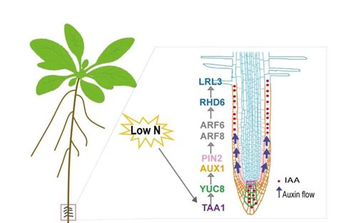 Auxin Signaling Pathway Biology Discussion At Walter Cargill Blog