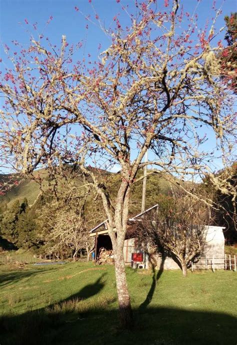 Tree Identification Lifestyleblock Discussion Forums LSB Lifestyle Block