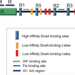 PDF Co Ordination Of Replication Initiation With Transcriptional Regulation In Escherichia Coli