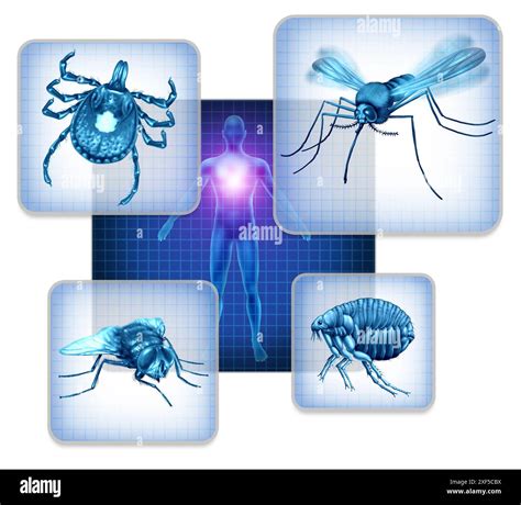 Vector Borne Disease As Pathogens And Parasites Transmitted By Vectors As Ticks A Fly Or