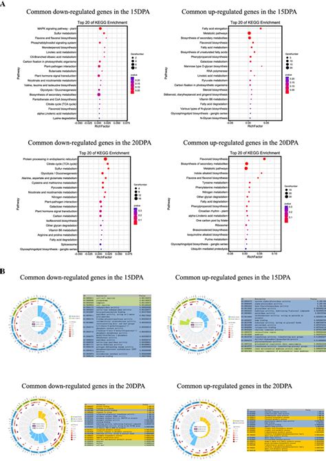 Comparative Transcriptomic Data Analysis Of The Four Sets A