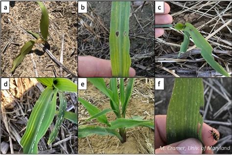 Optimizing Early Season Pest Management For Maryland Field Corn