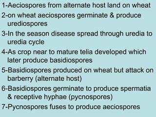 Wheat Rust Latest PPT Gardening Home Garden