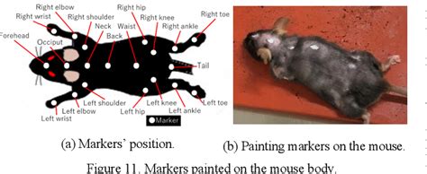 Figure 3 From Markerless 3d Pose Estimation System For Mouse Musculoskeletal Model Using
