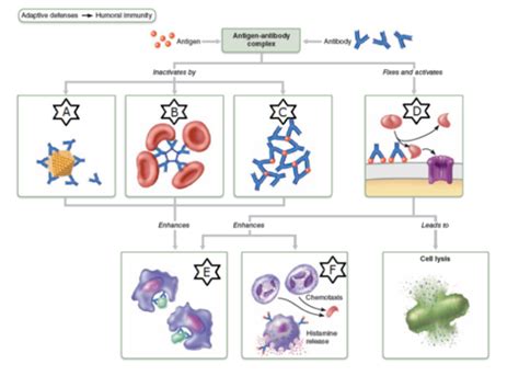 immune system quiz flashcards quizlet