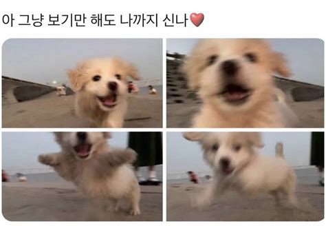 아 그냥 보기만 해도 나까지 신나 인스티즈 Instiz 이슈 카테고리