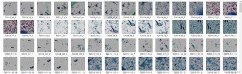 制作自己的coco格式数据集，附代码！cocotxt数据集制作 Csdn博客