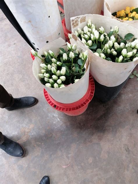 Python Identify Flowers In An Image And Count Stack Overflow